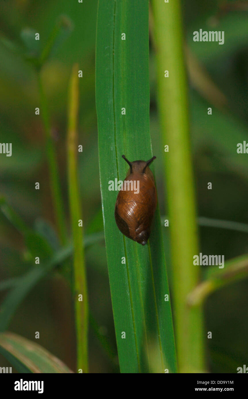 Great Pond Snail.(Lymnaea Stagnalis Stock Photo - Alamy