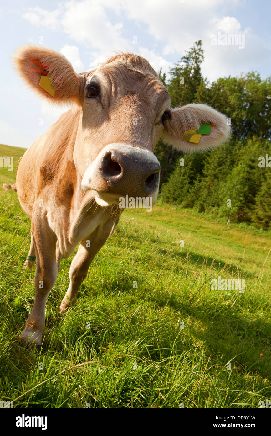 Germany, Bavaria, Cow in field Stock Photo - Alamy