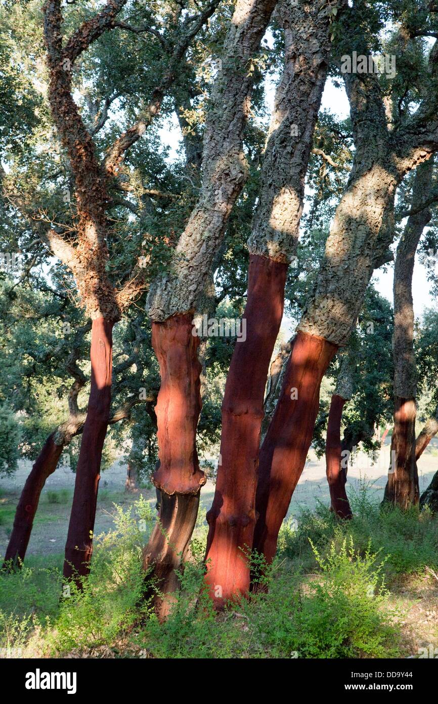 Cork oaks forest sardinia hi-res stock photography and images - Alamy
