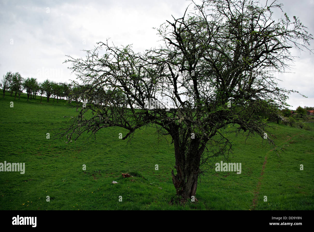 Old dried tree isolated on a green mountain meadow Stock Photo - Alamy