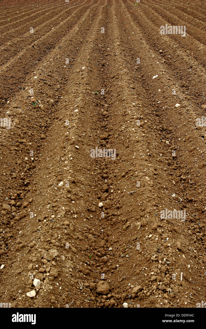 The furrows in the field of arable land ready for spring planting Stock ...
