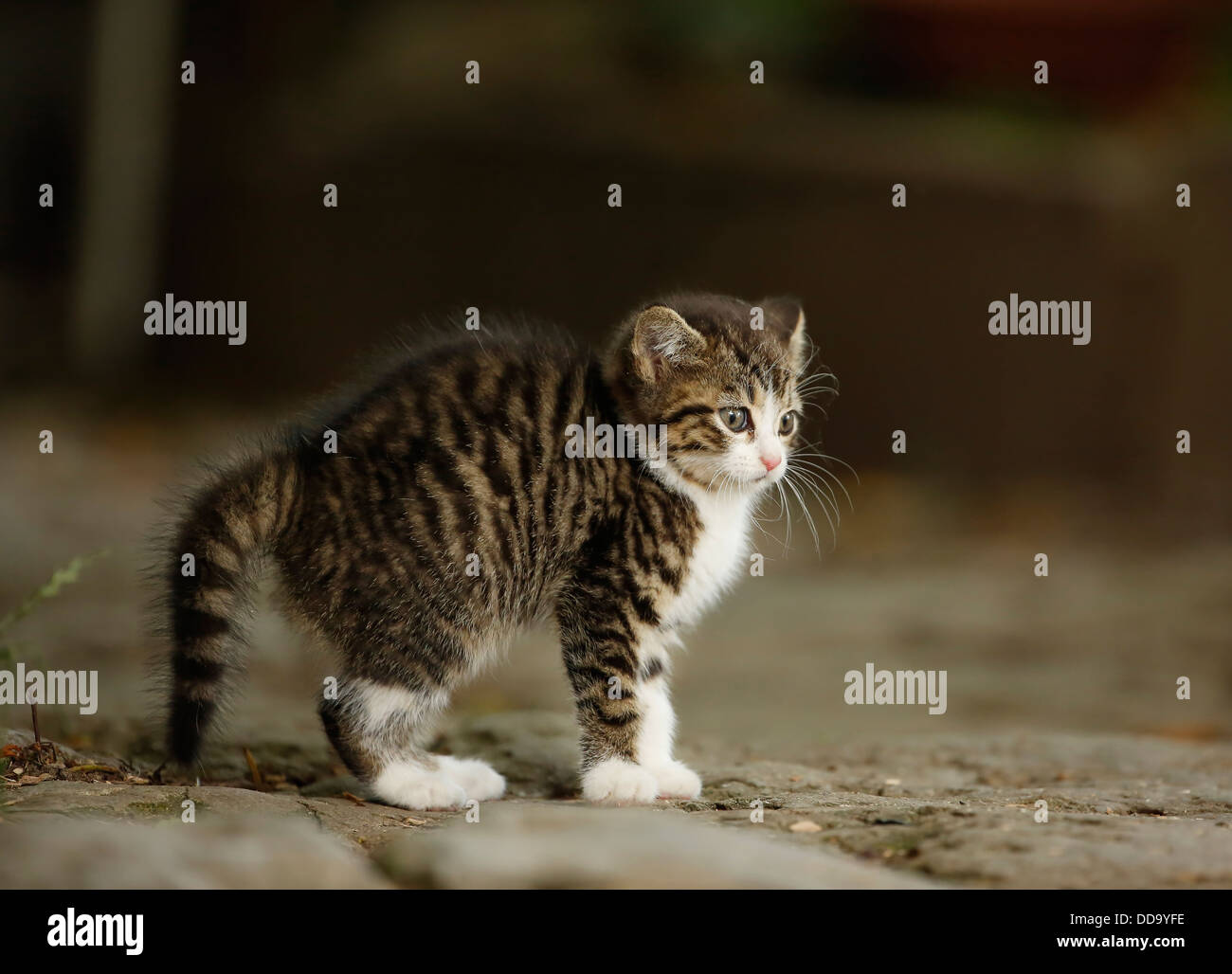 Arched back standing hi-res stock photography and images - Alamy