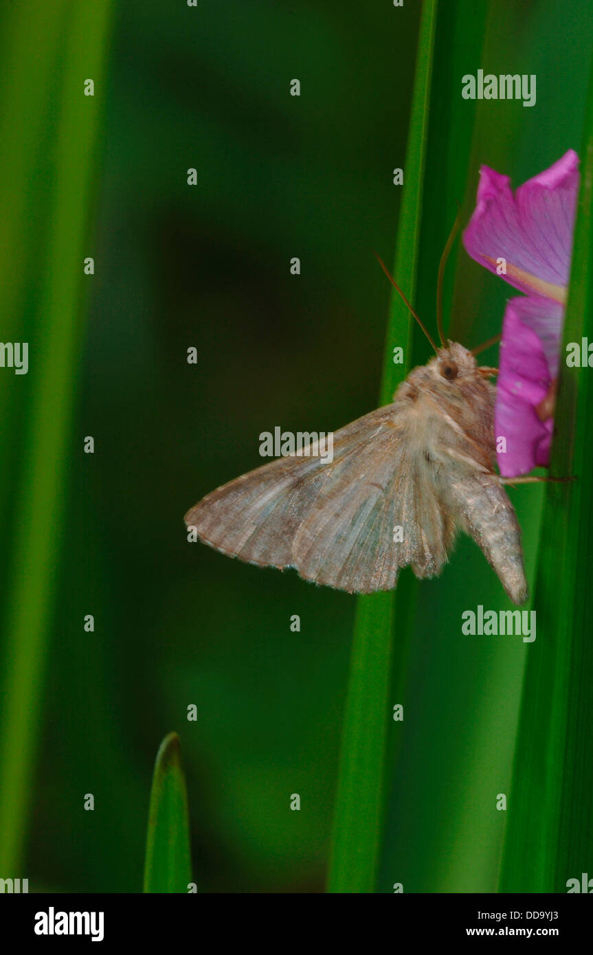 Mother Of Pearl Moth (Pleuroptya ruralis Stock Photo - Alamy