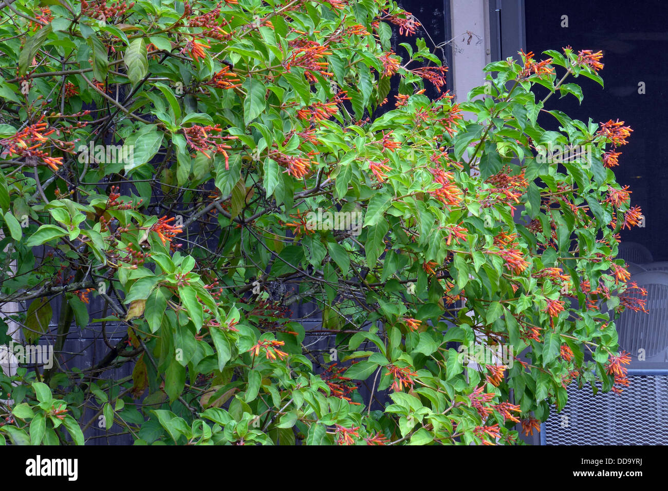 Firebush hi-res stock photography and images - Alamy