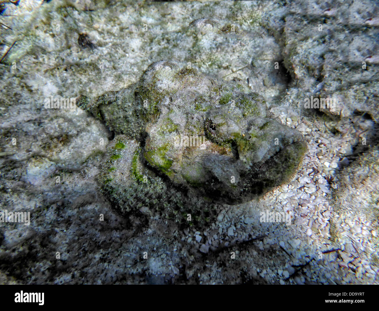 Grouper fish hi-res stock photography and images - Alamy
