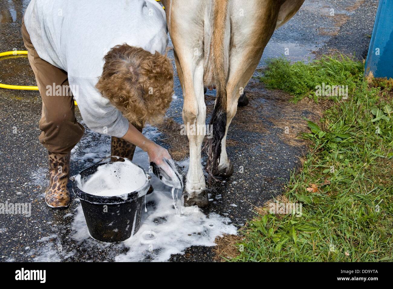 Woman washing a cow Stock Photo - Alamy