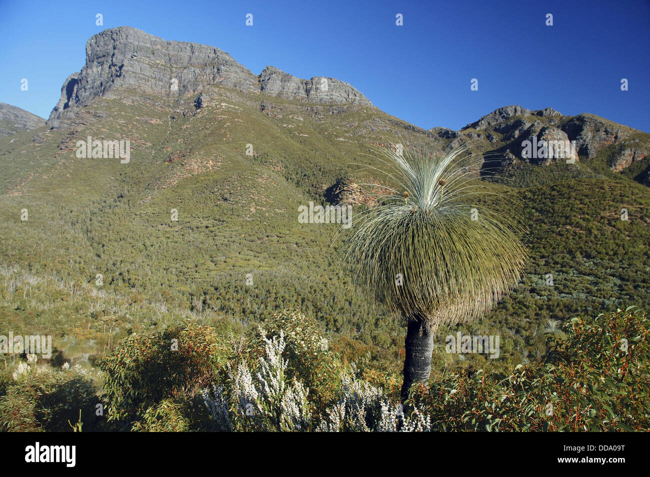 Grass tree Kingia australis amongst wildflowers at Bluff Knoll ...