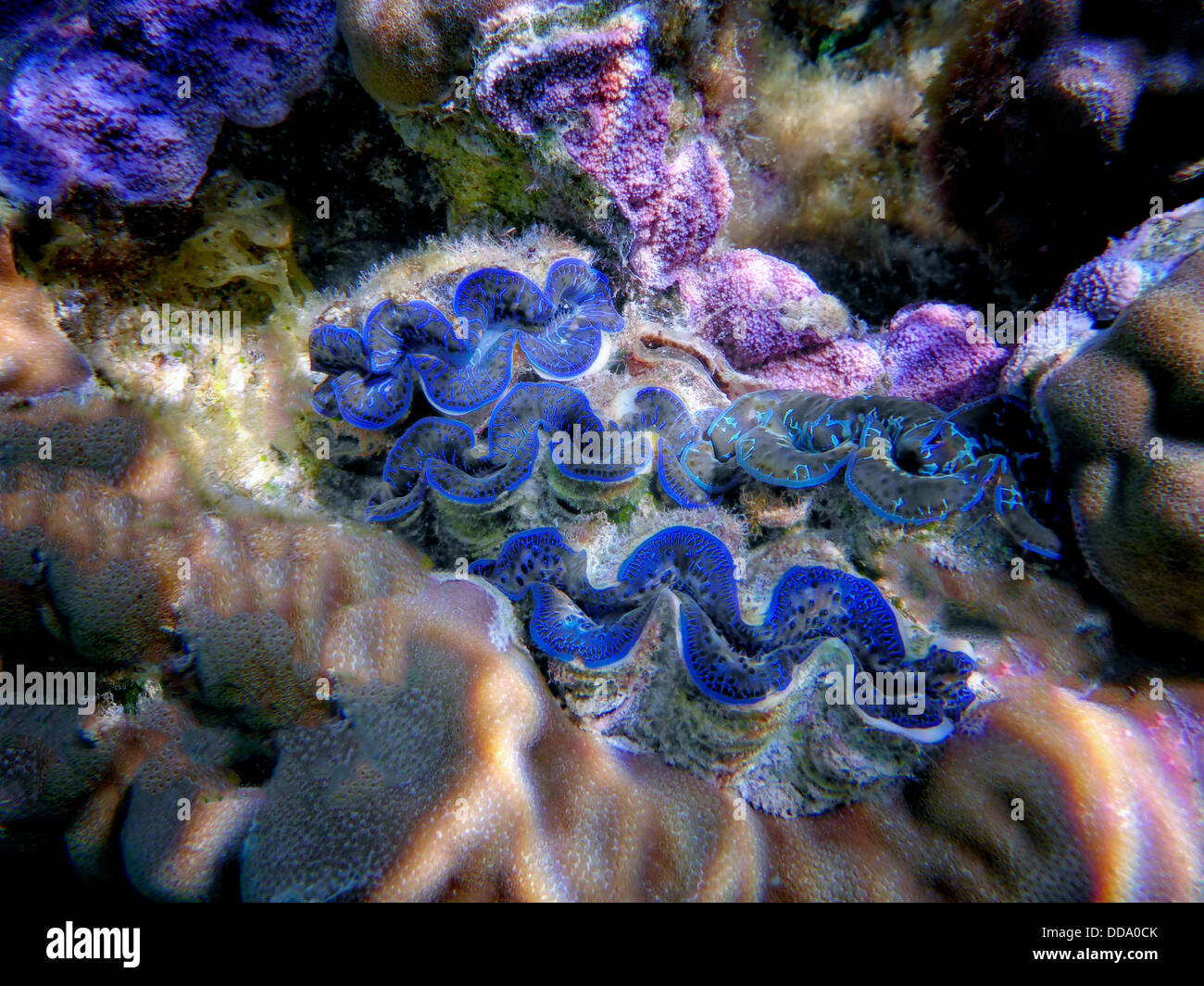 Live Clams Underwater