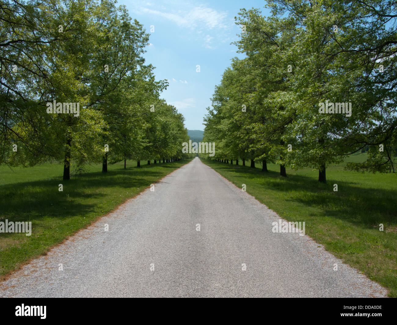 EMPTY RURAL TREE LINED ROAD Stock Photo - Alamy