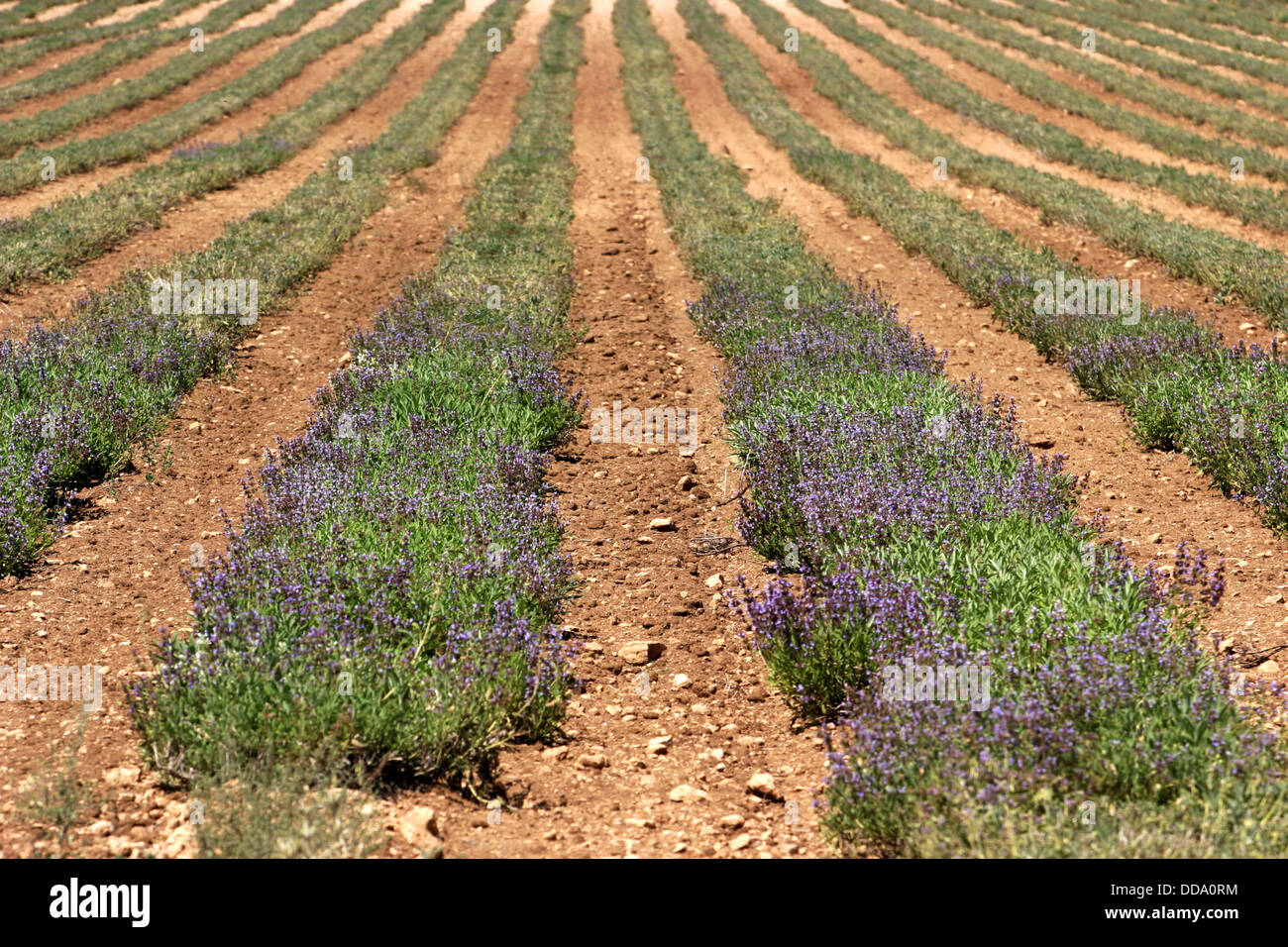 Medicinal and aromatic plants Stock Photo - Alamy