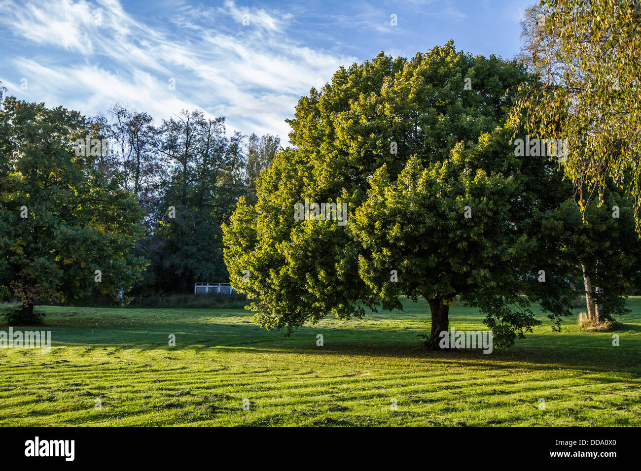 A large oak tree in the park with a recently cut lawn Stock Photo - Alamy
