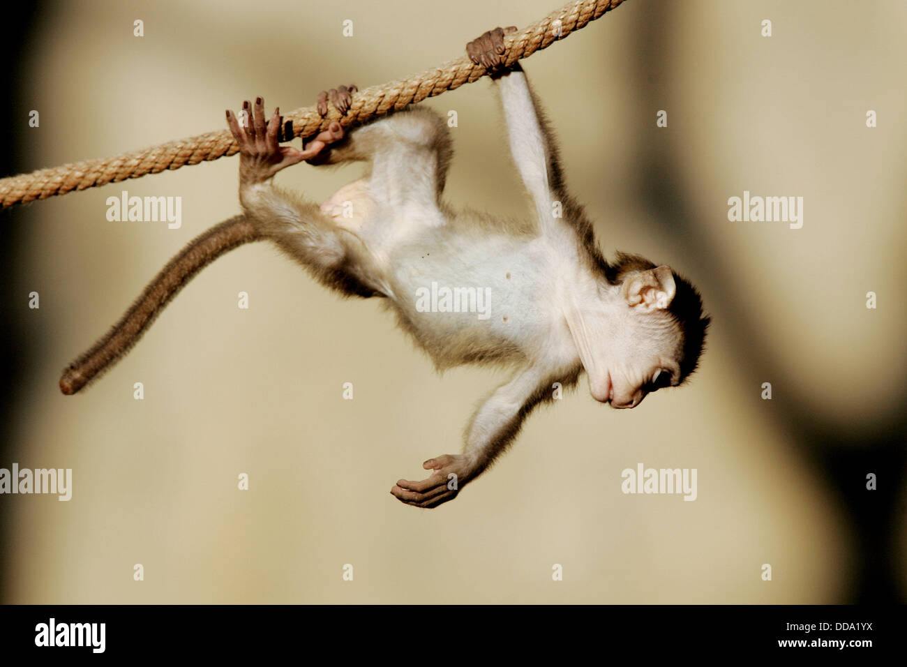 Long-tailed Macaques (Macaca fascicularis) young. Captive Stock Photo ...
