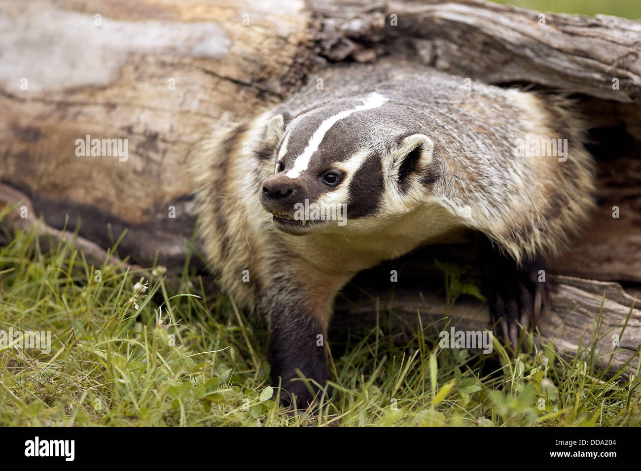 American badger log hi-res stock photography and images - Alamy
