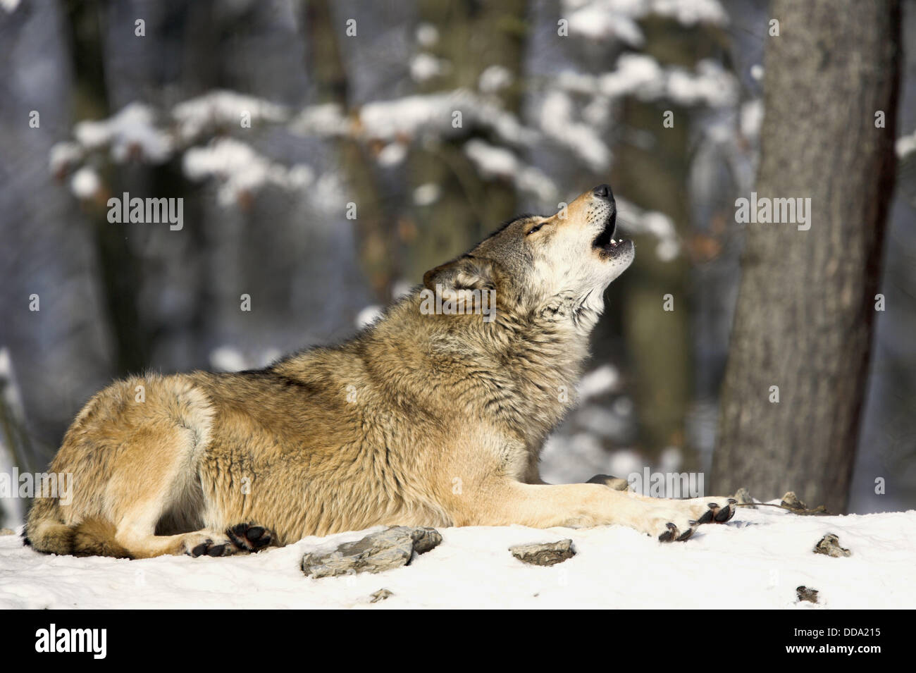 Wolf, Canis lupus, Wolves, Germany, winter snow Stock Photo - Alamy