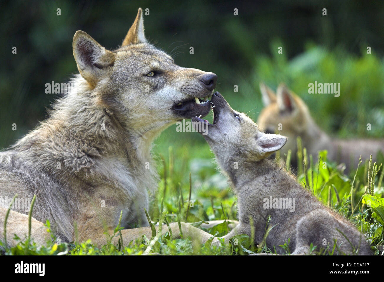Wolf cub captive not zoo hi-res stock photography and images - Alamy