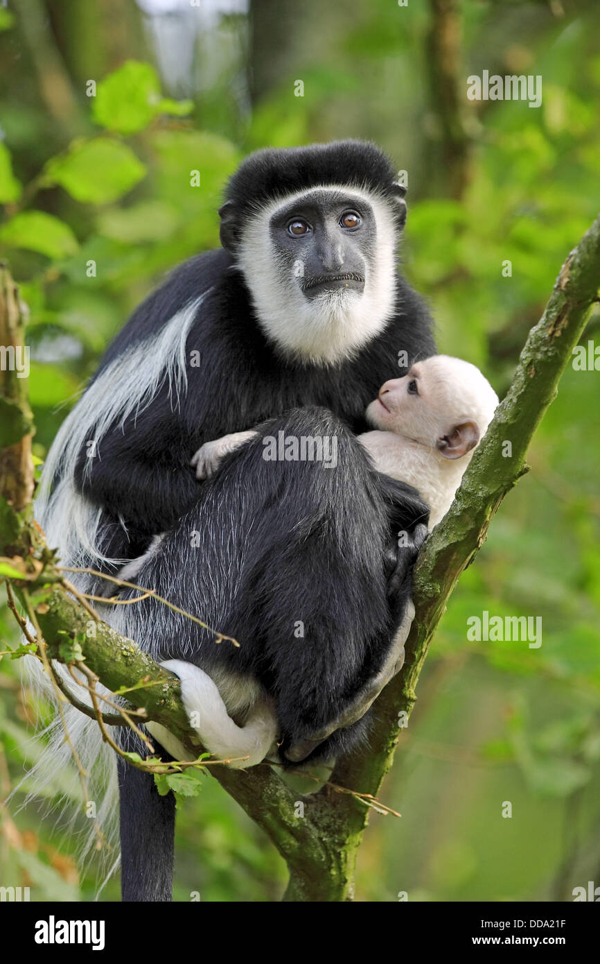Colobus guereza pair hi-res stock photography and images - Alamy