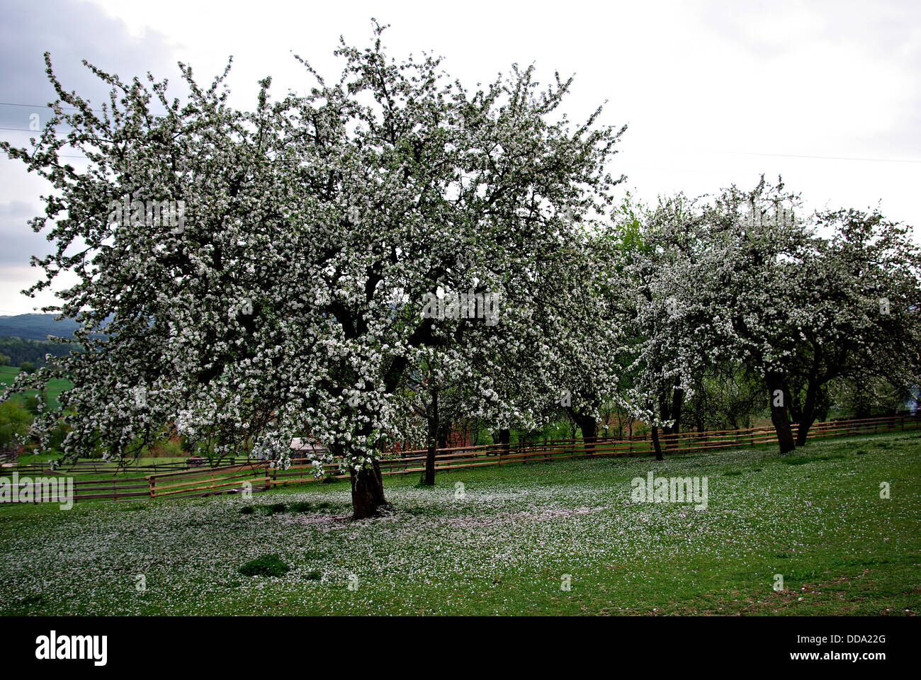 Blossom apple tree behind the wooden fence next to the dirt country ...