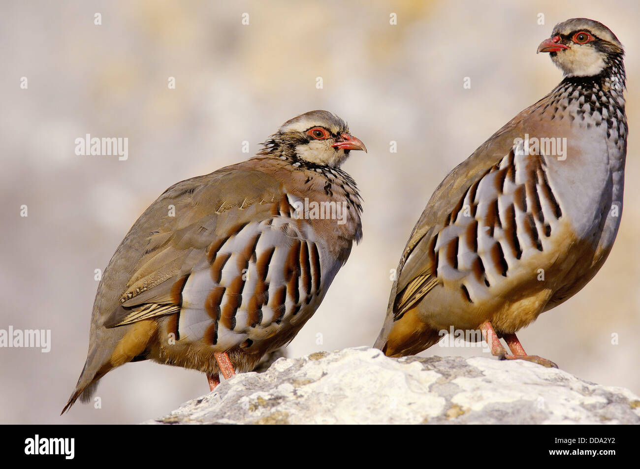 Red-legged Partridges (Alectoris rufa Stock Photo - Alamy