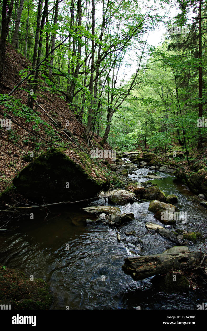 Mountain stream flowing through moss covered rocks in the forest Stock ...