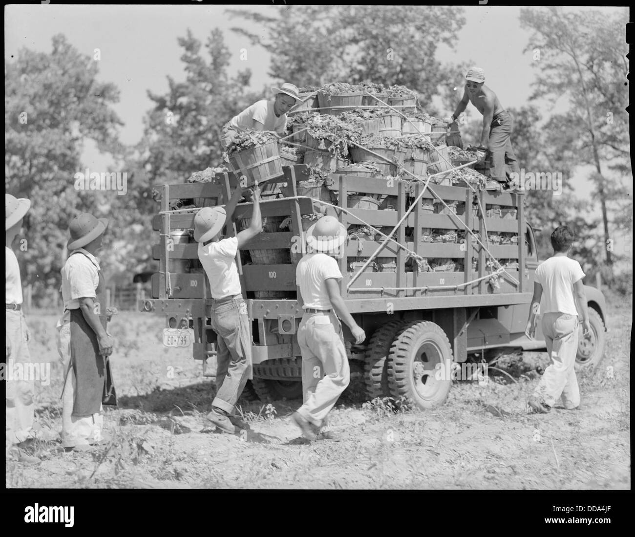 Rohwer Relocation Center, McGehee, Arkansas. One of many truck loads of ...