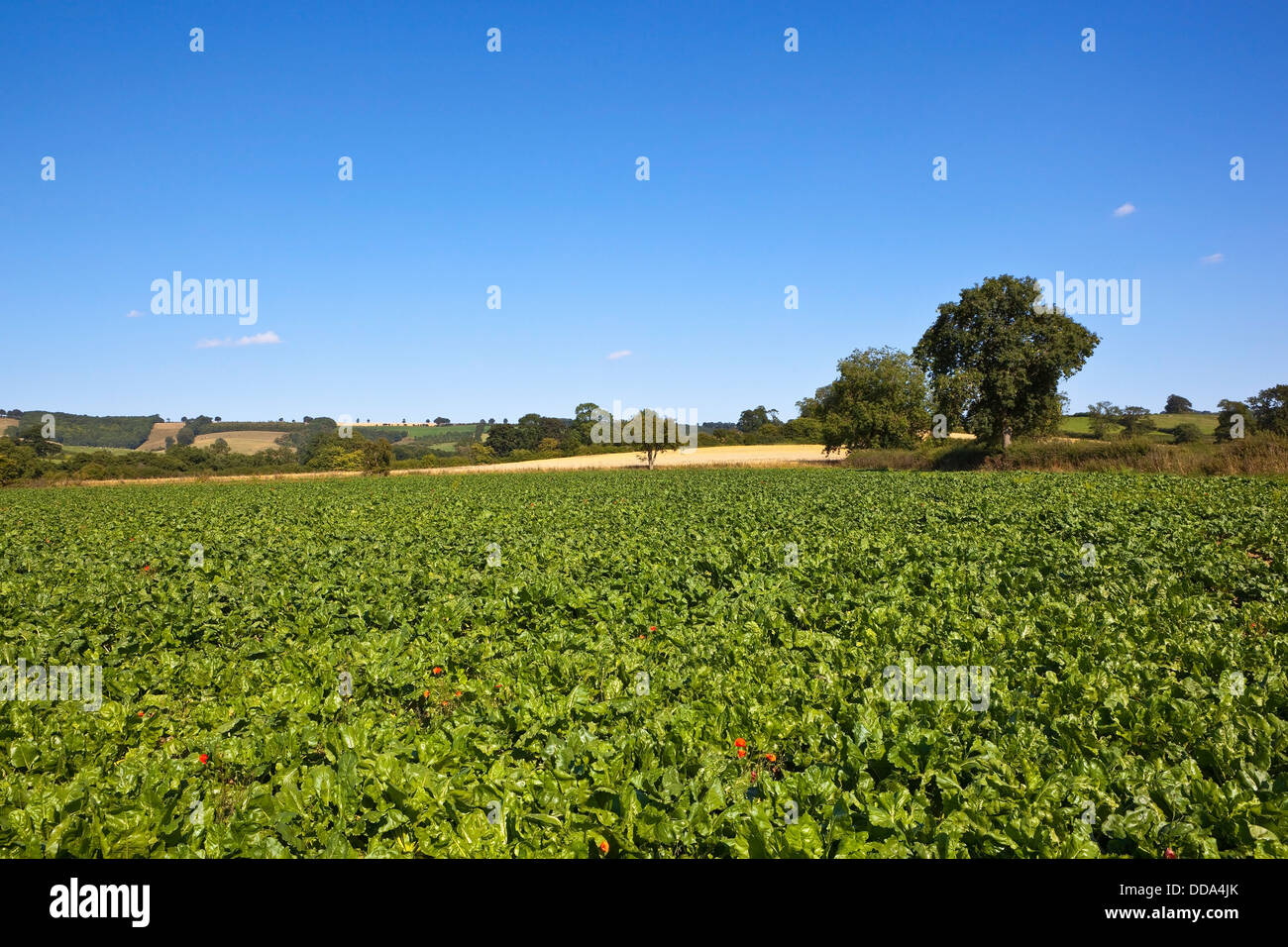 Scenic mangold fields in the picturesque Yorkshire wolds England under ...