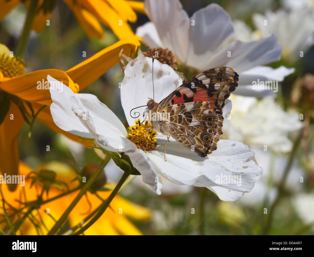 Lady of the flowers hi-res stock photography and images - Alamy
