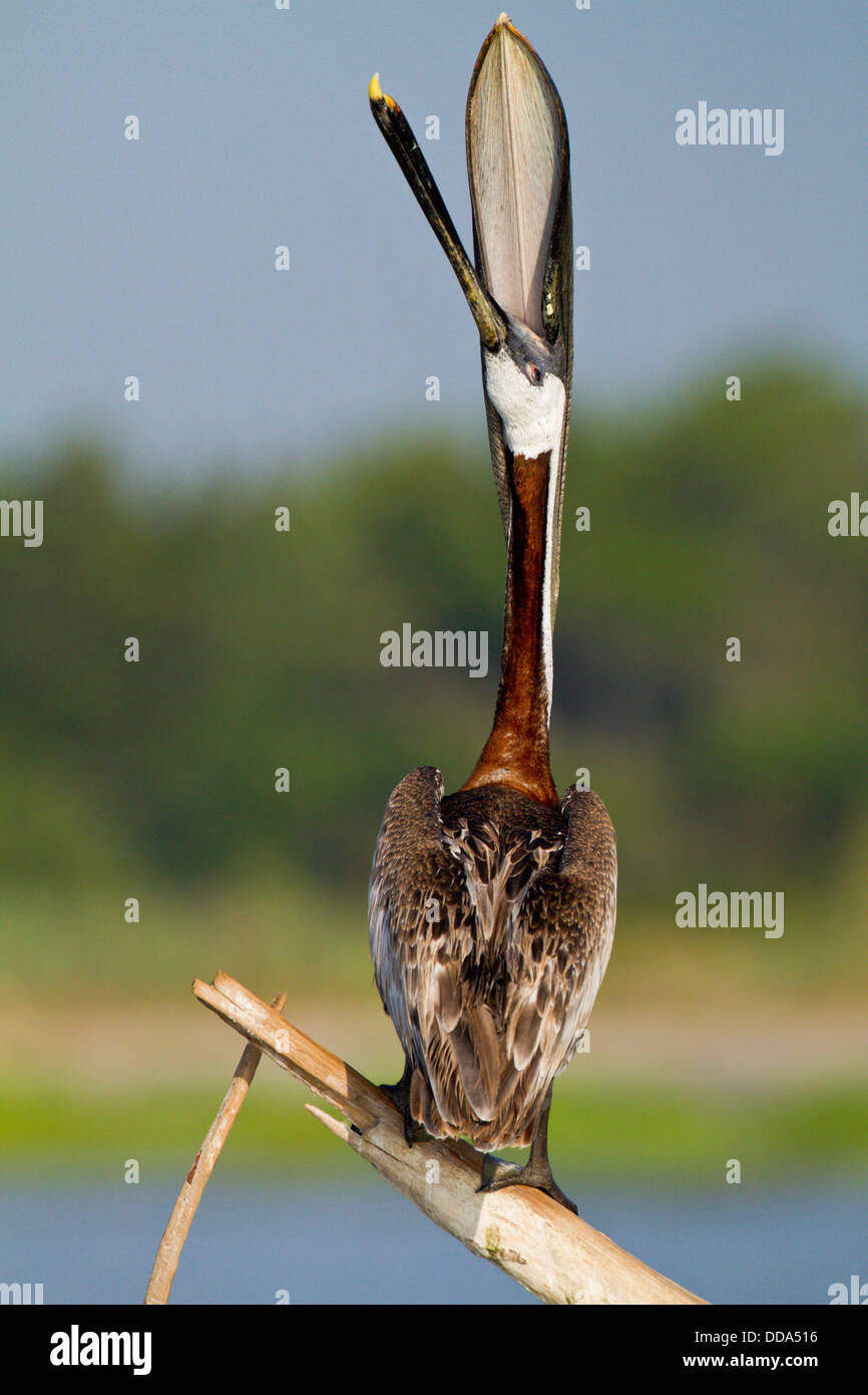 Pelicans nesting hi-res stock photography and images - Alamy