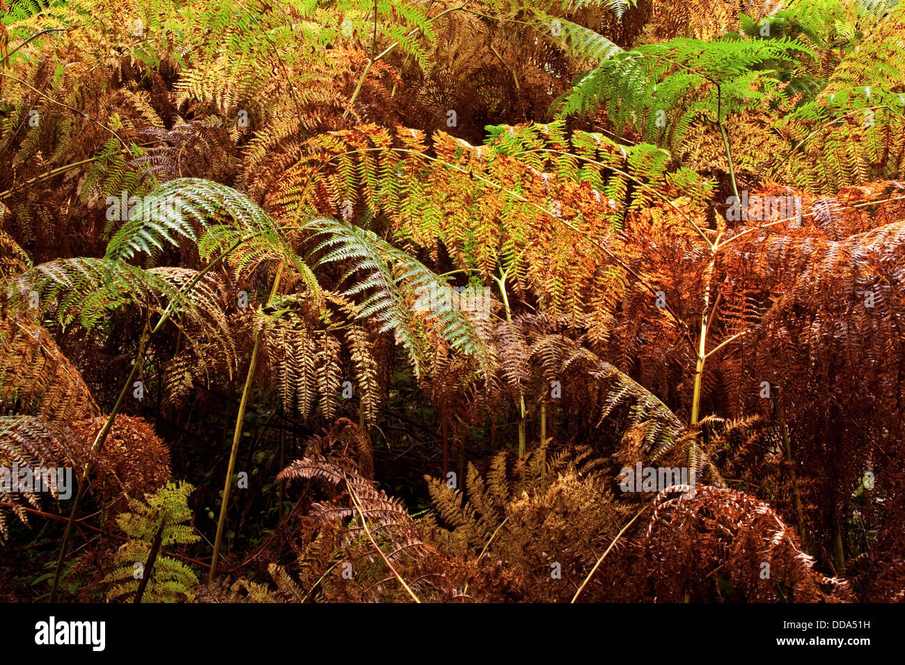 Bracken in woodland with the foliage turning from green to autumn ...