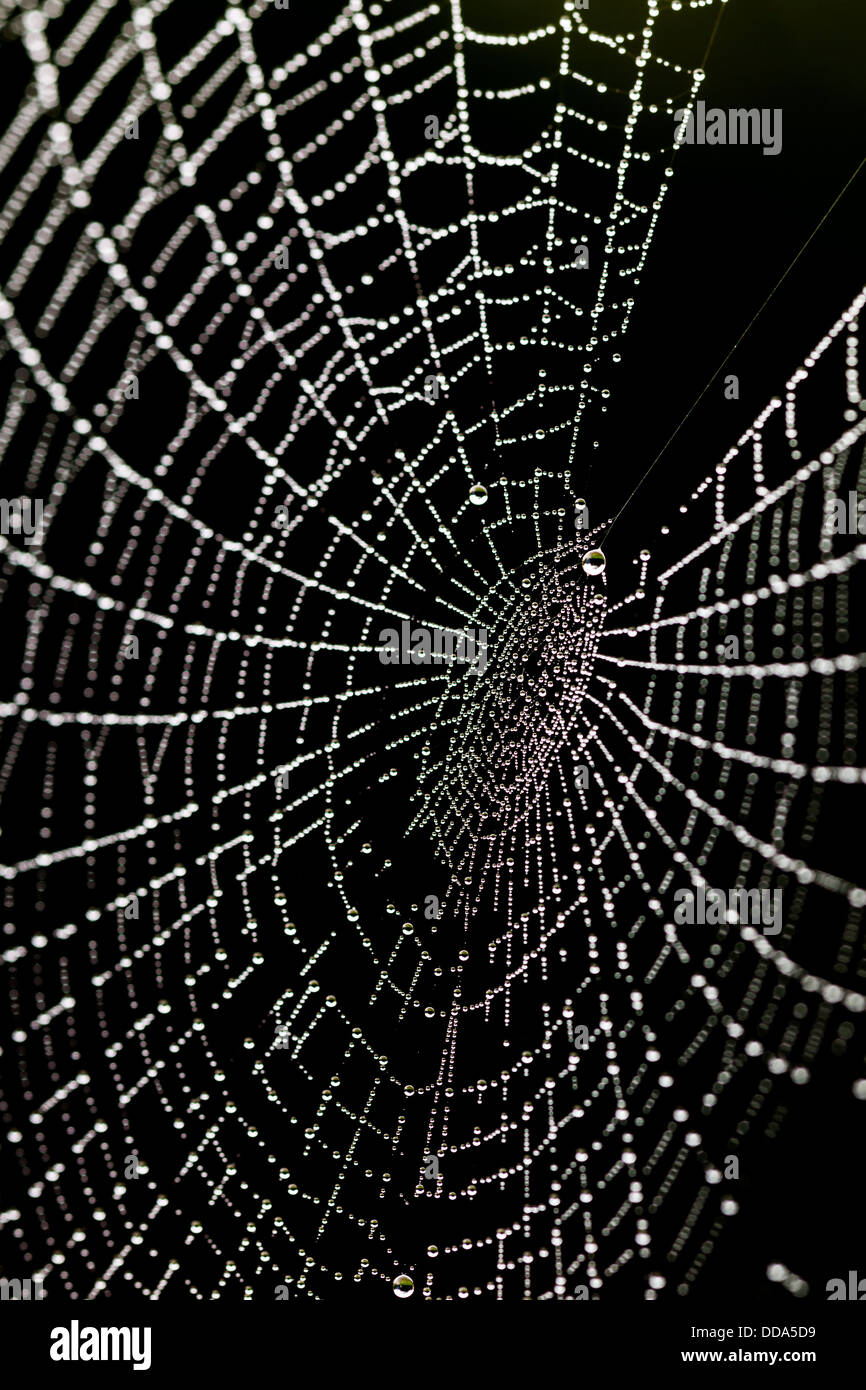 A spider's web with early morning dew against a dark background Stock Photo - Alamy