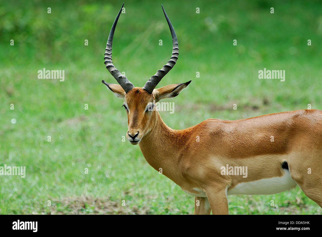 An impala buck Stock Photo - Alamy