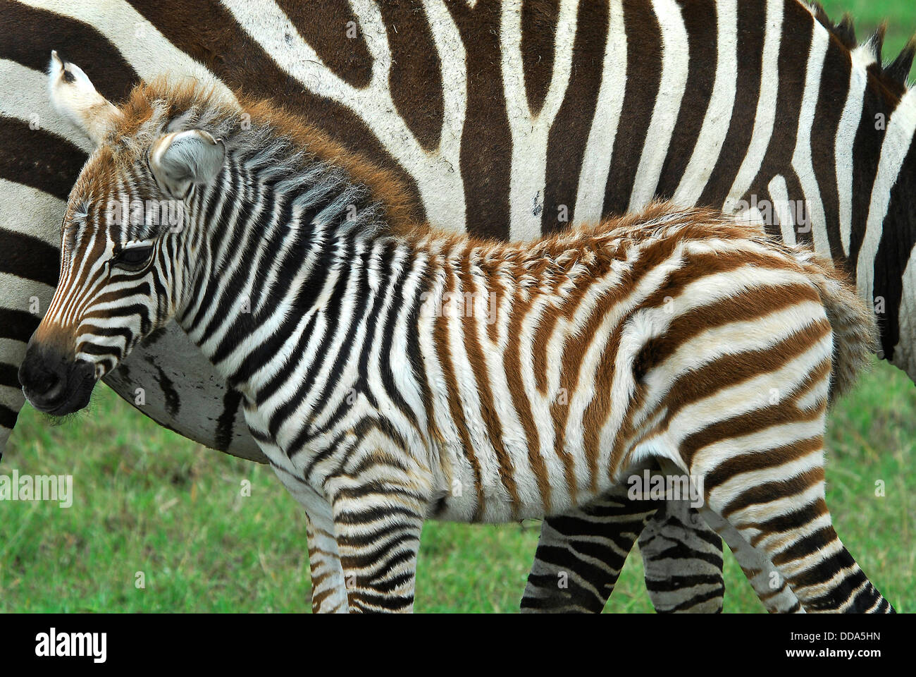 A young common zebra, Equus quagga, next to its mother Stock Photo - Alamy