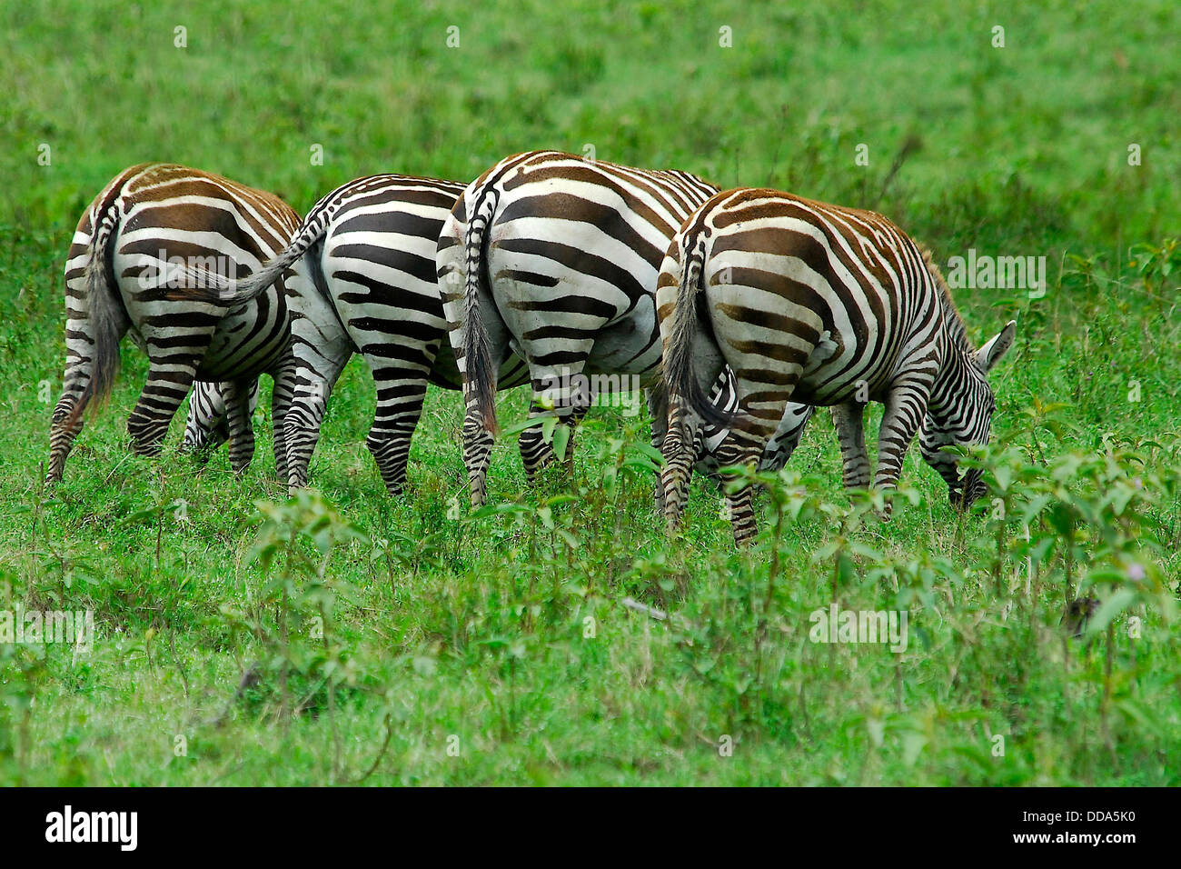 A group of common zebras, Equus quagga Stock Photo - Alamy