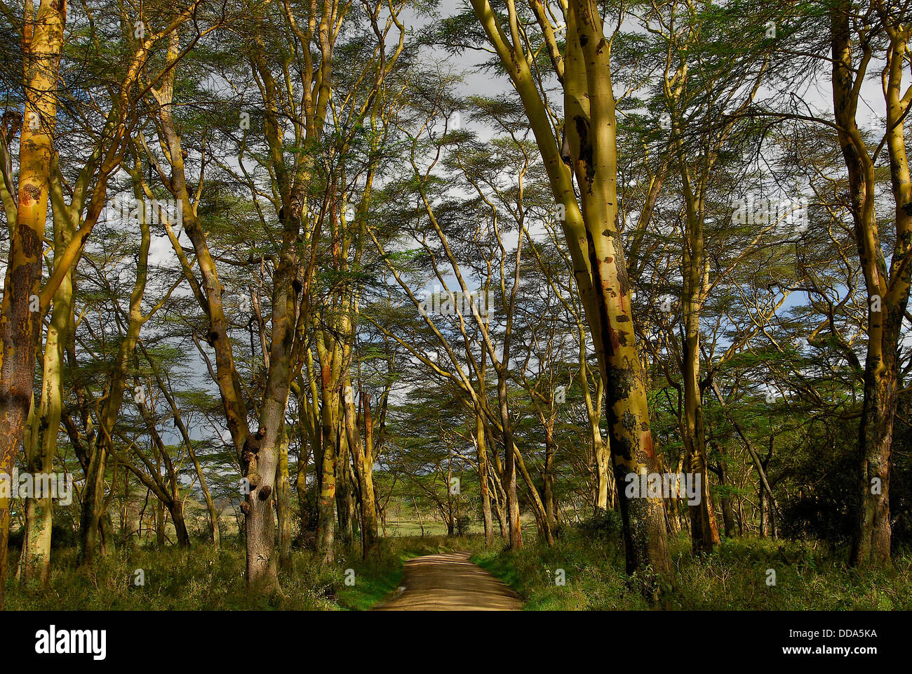 Yellow barked acacias, also known as fever trees, Acacia xanthophloea ...
