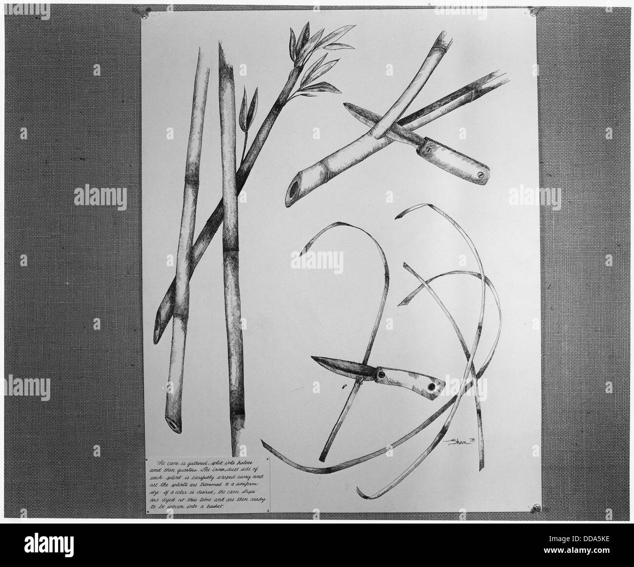 A person is shown splitting cane, a traditional technique used in the ...
