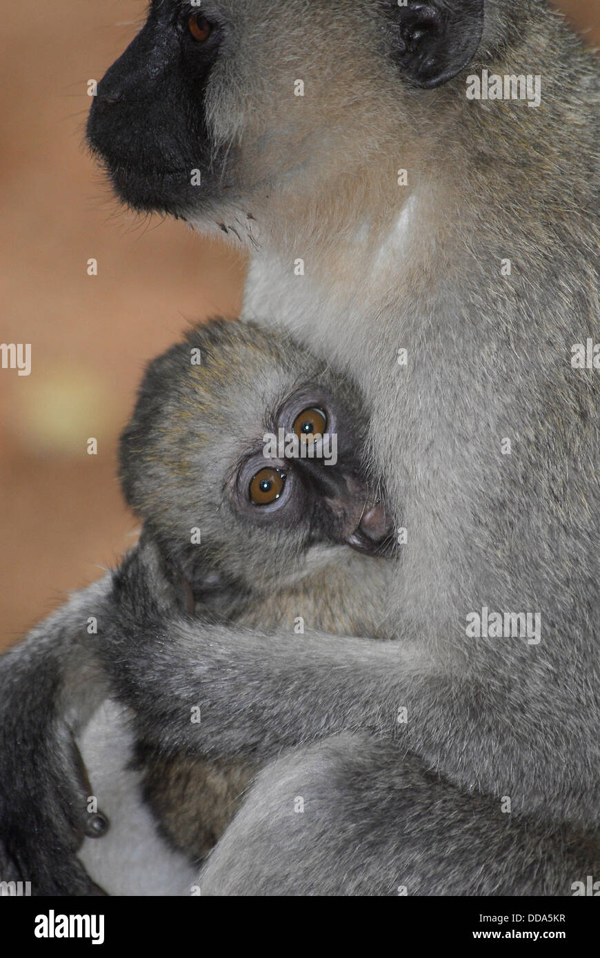 A lack faced vervet monkey, Cercopithecus aethiops, and her baby Stock ...