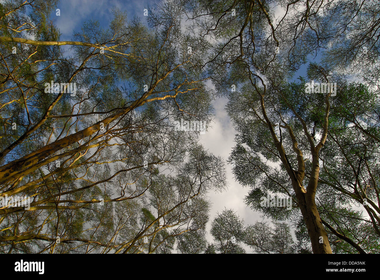 Yellow barked acacias, also known as fever trees, Acacia xanthophloea ...