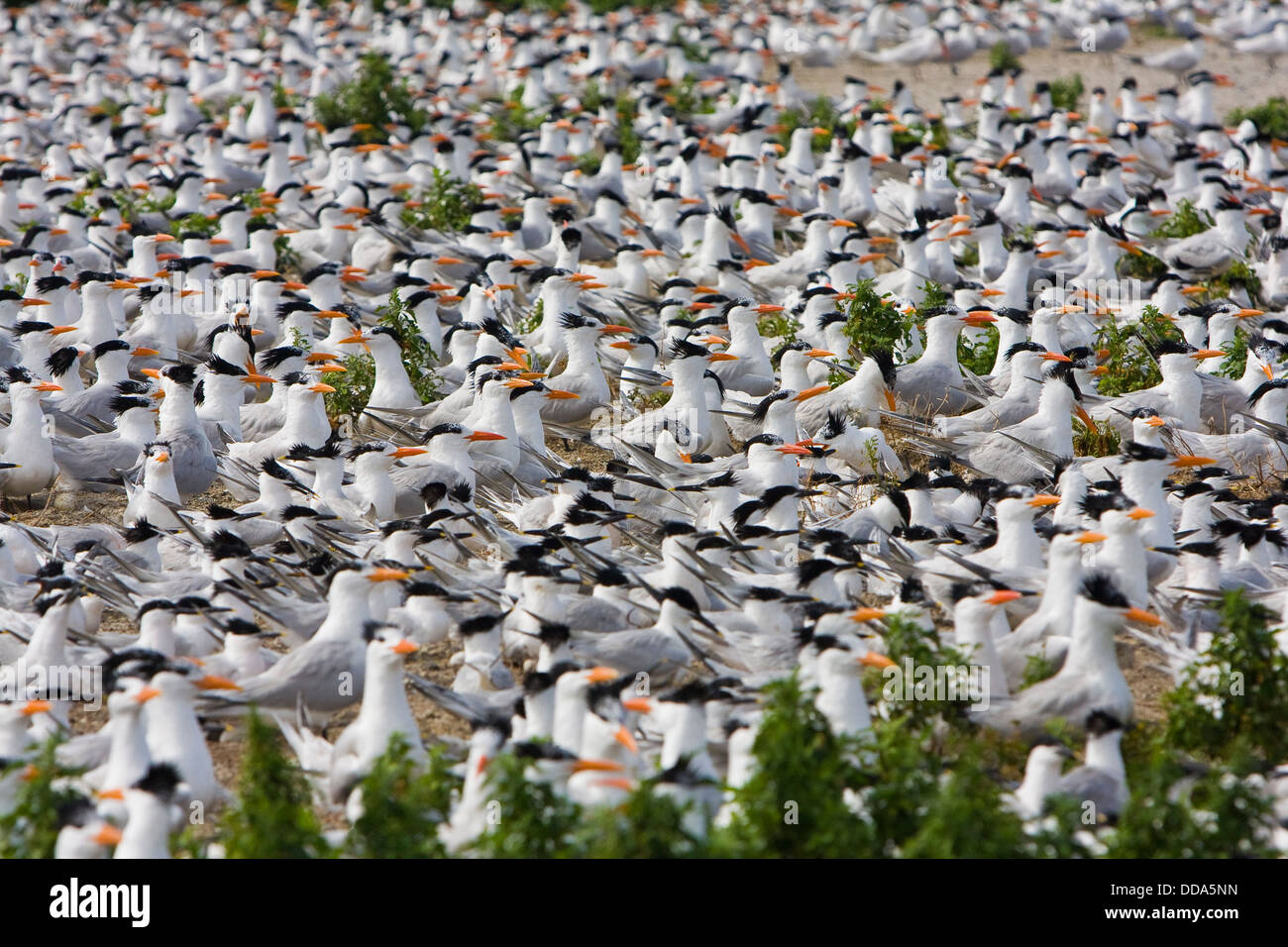 Royal Tern nesting season, South Carolina Stock Photo - Alamy