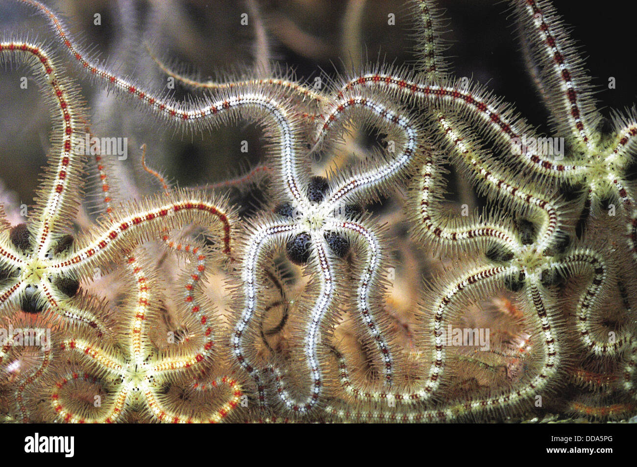 Spiny brittle stars, Ophiothrix spiculata Stock Photo - Alamy