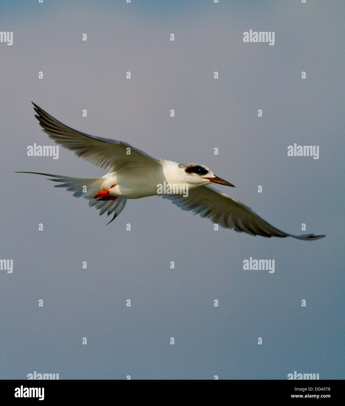 Forster's tern in the South Carolina Lowcountry Stock Photo - Alamy