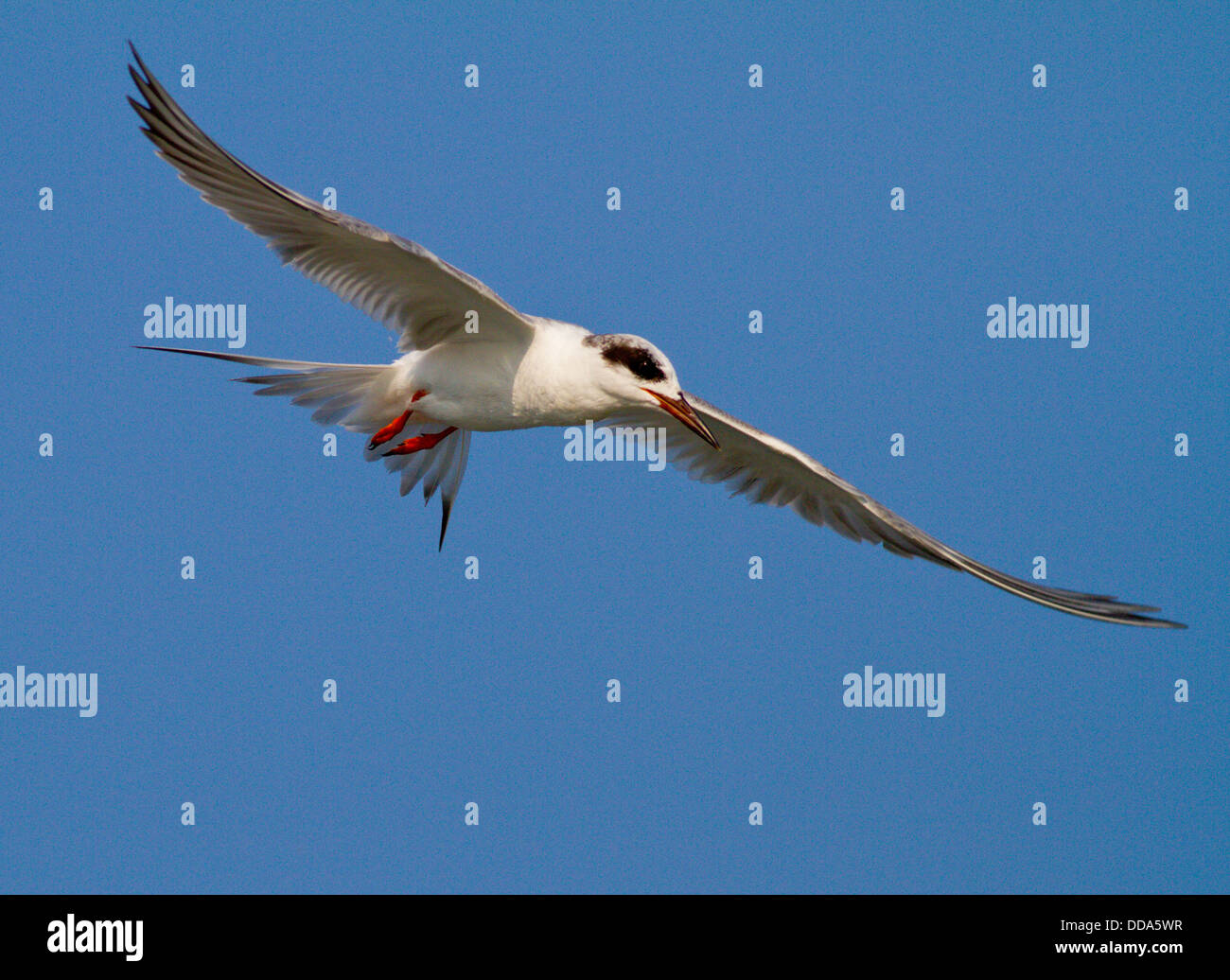 Forster's tern in the South Carolina Lowcountry Stock Photo - Alamy