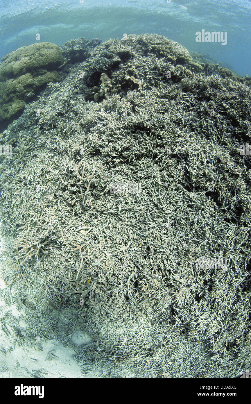 Dead coral hi-res stock photography and images - Alamy