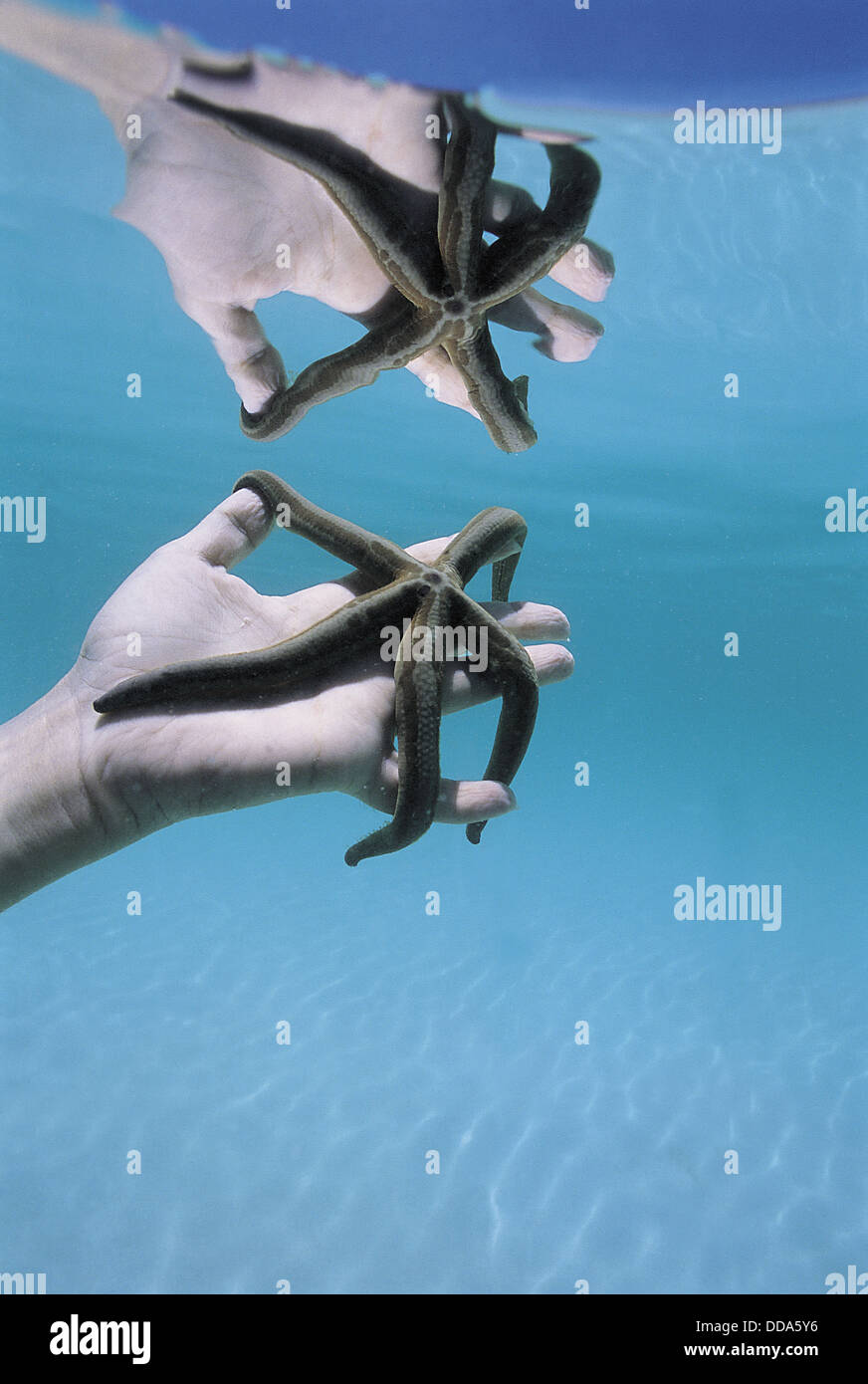 Reflection of a woman's hand holding a sea star Stock Photo - Alamy
