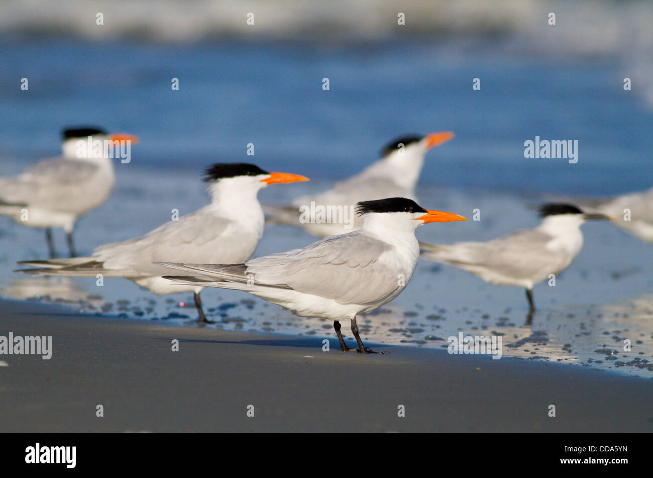 Royal Tern nesting season, South Carolina Stock Photo - Alamy