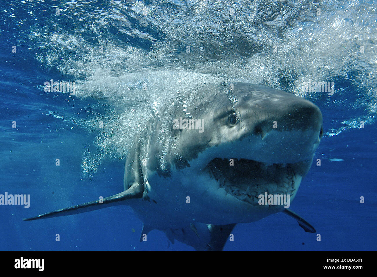 Great white shark looking up at camera hi-res stock photography and ...