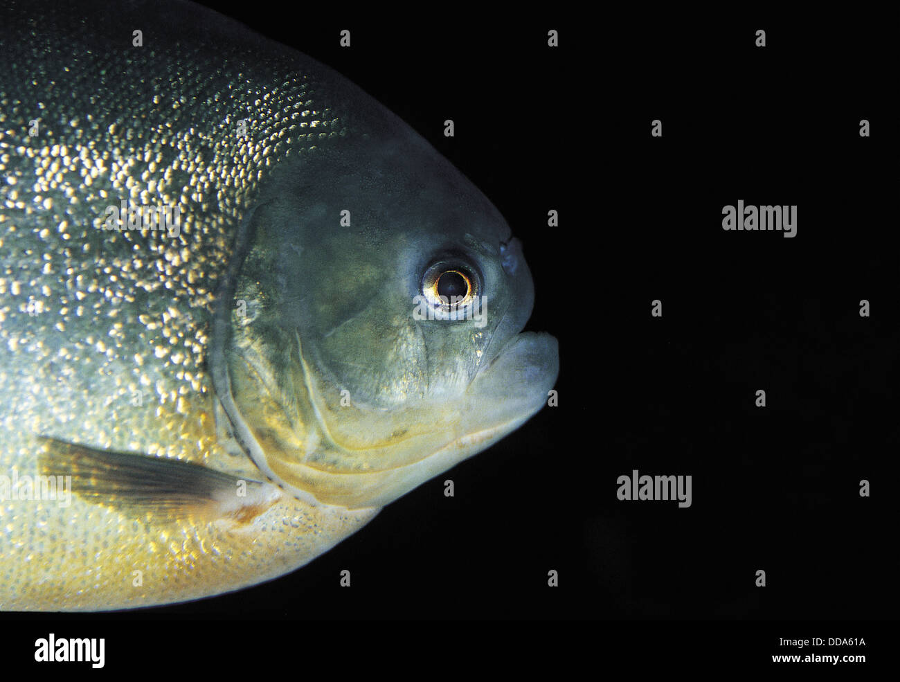 A red billed piranha, Pygocentrus natteri Stock Photo - Alamy