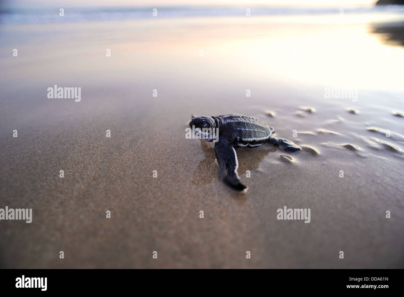 Tamarindo costa rica turtle hi-res stock photography and images - Alamy