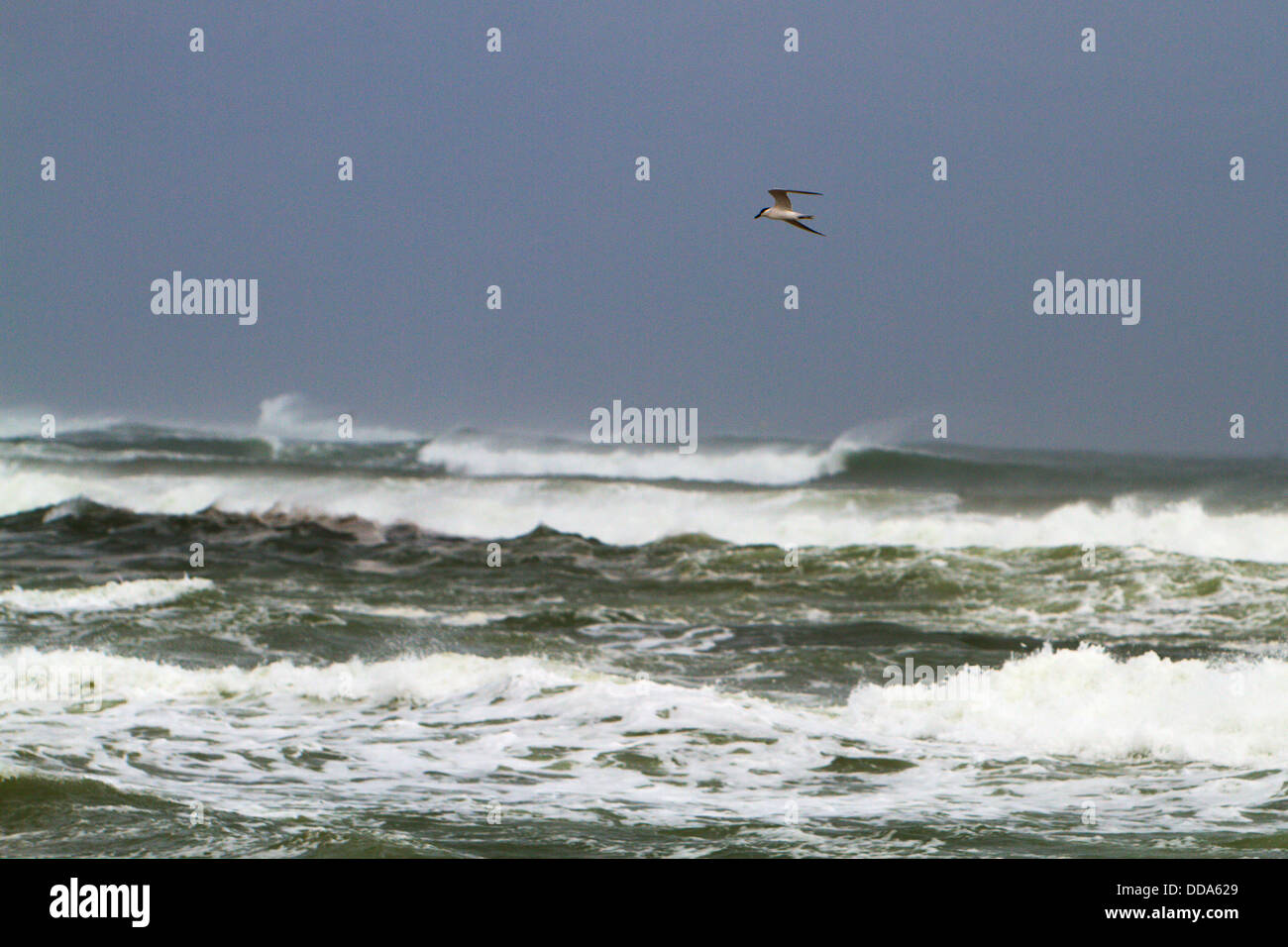 Common Tern in flight over ocean Stock Photo - Alamy