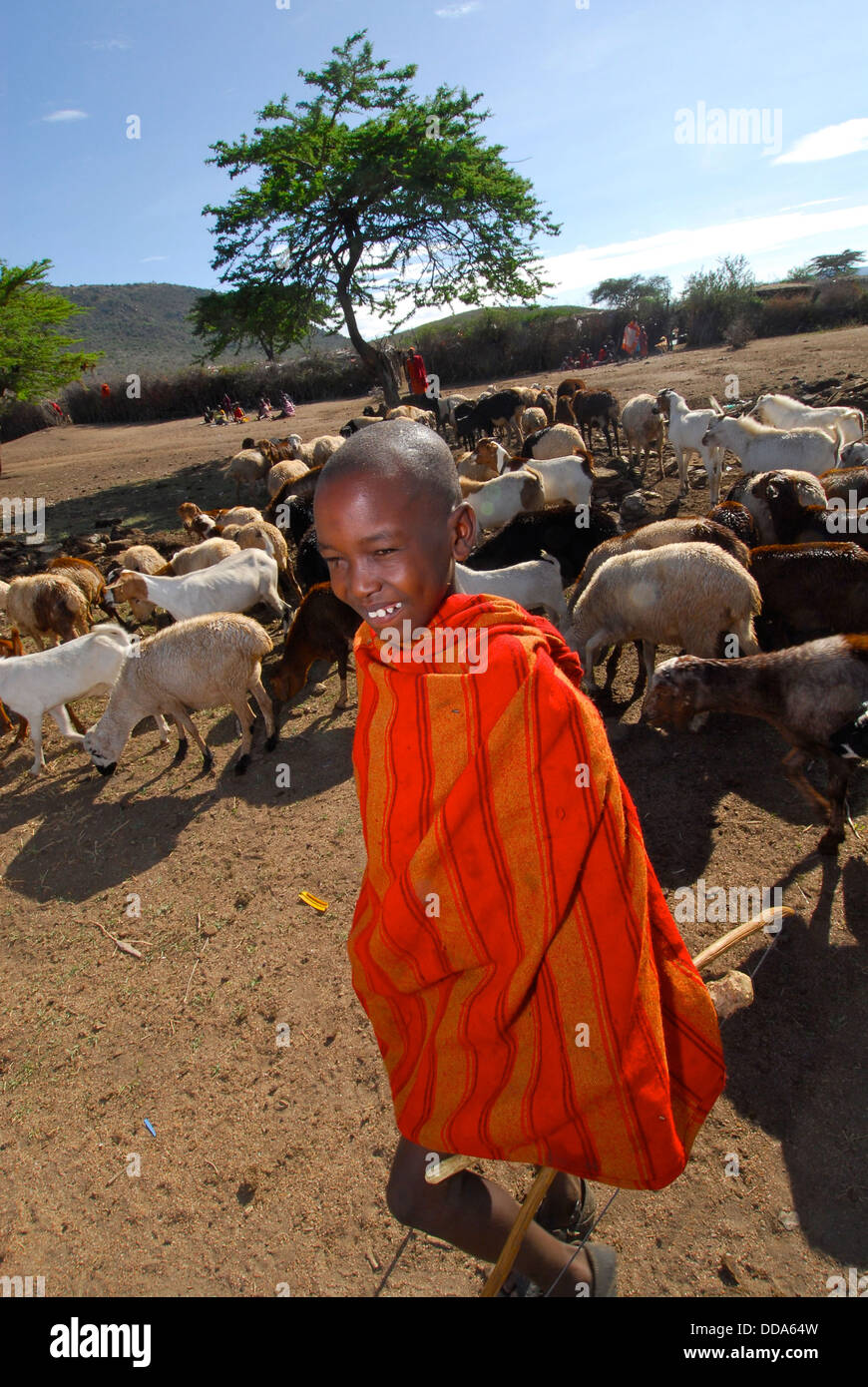 Goats and cattle are important livestock for the Masai people Stock ...