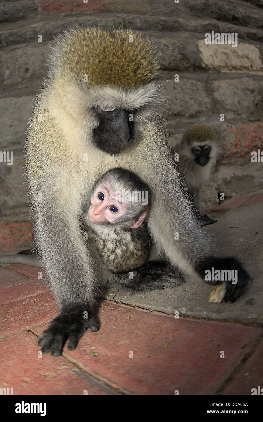 A black faced vervet monkey, Cercopithecus aethiops, and her baby Stock ...