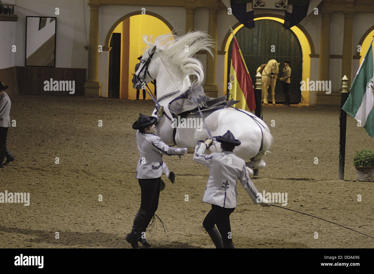 Rearing andalusian horse hi-res stock photography and images - Alamy